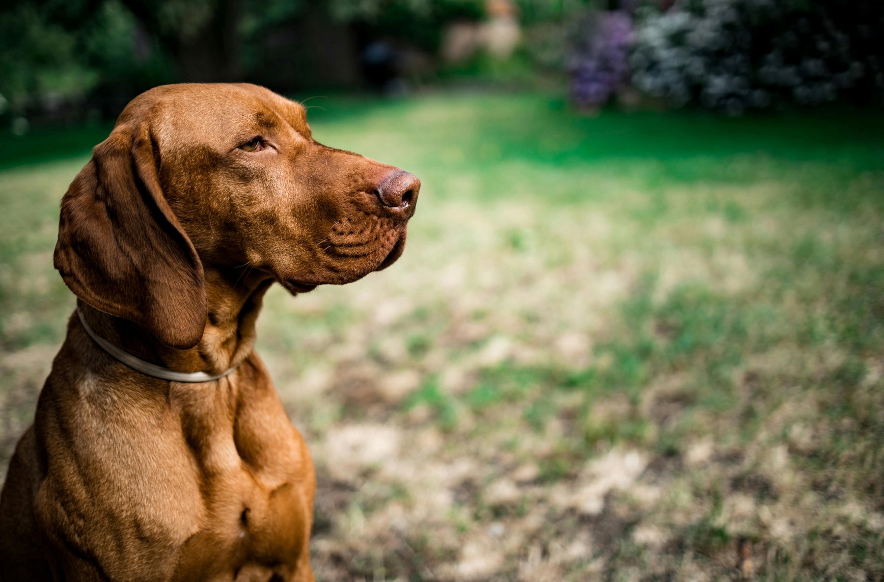 Naloux - Dein Experte für Fährtengegenstände
